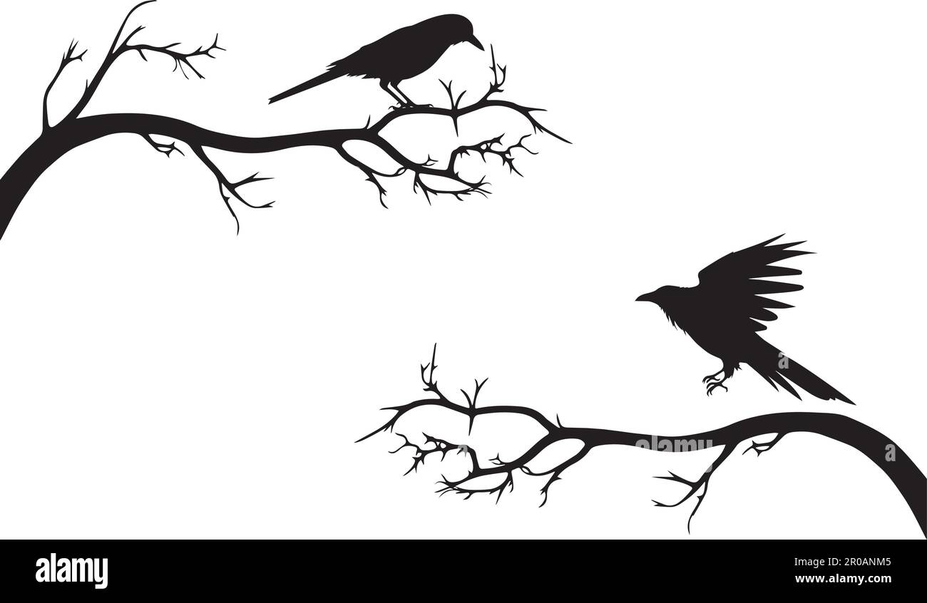 Raven bird on branch, vector. Raven bird illustration isolated on white ...