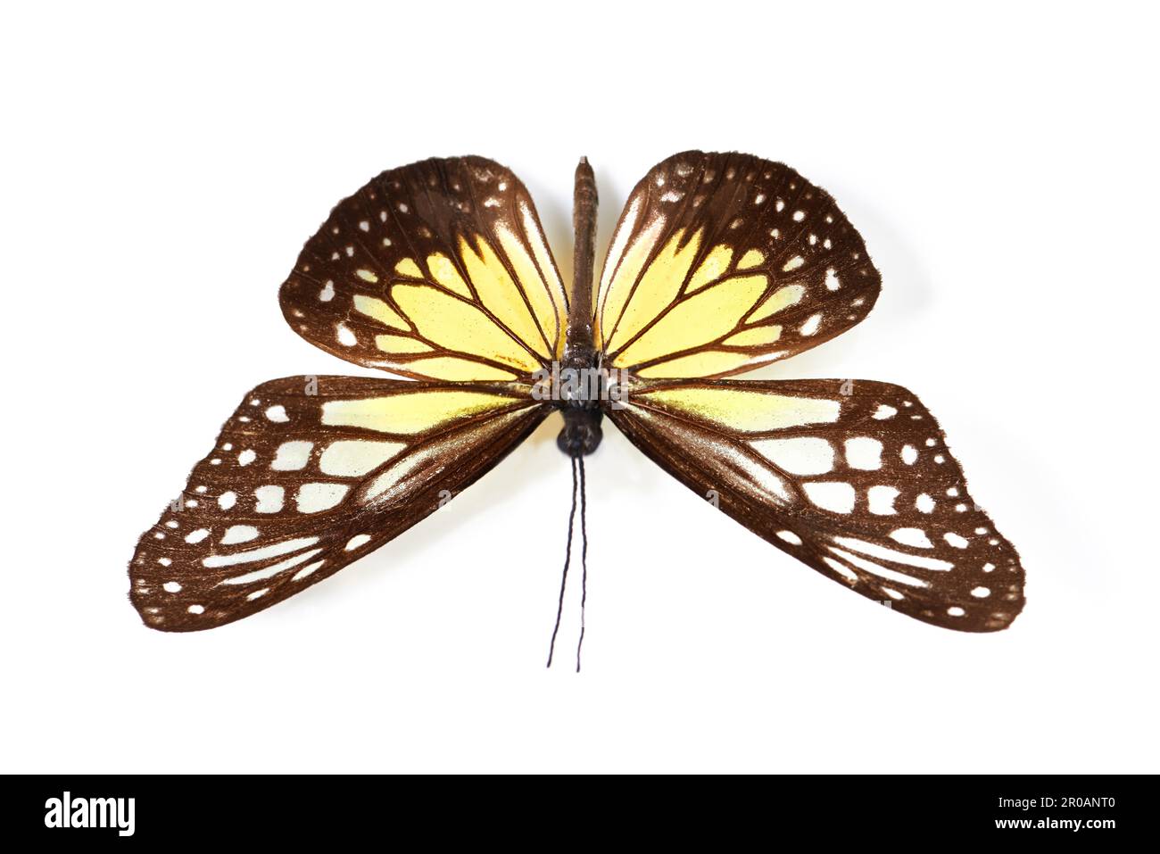 Top view, insect and butterfly in studio for taxidermy, art and ...