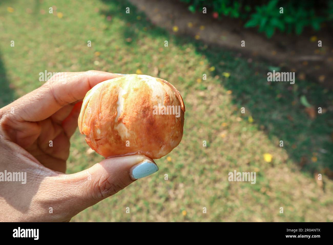 Female holding Borassus flabellifer commonly known as wine palm, or ice ...