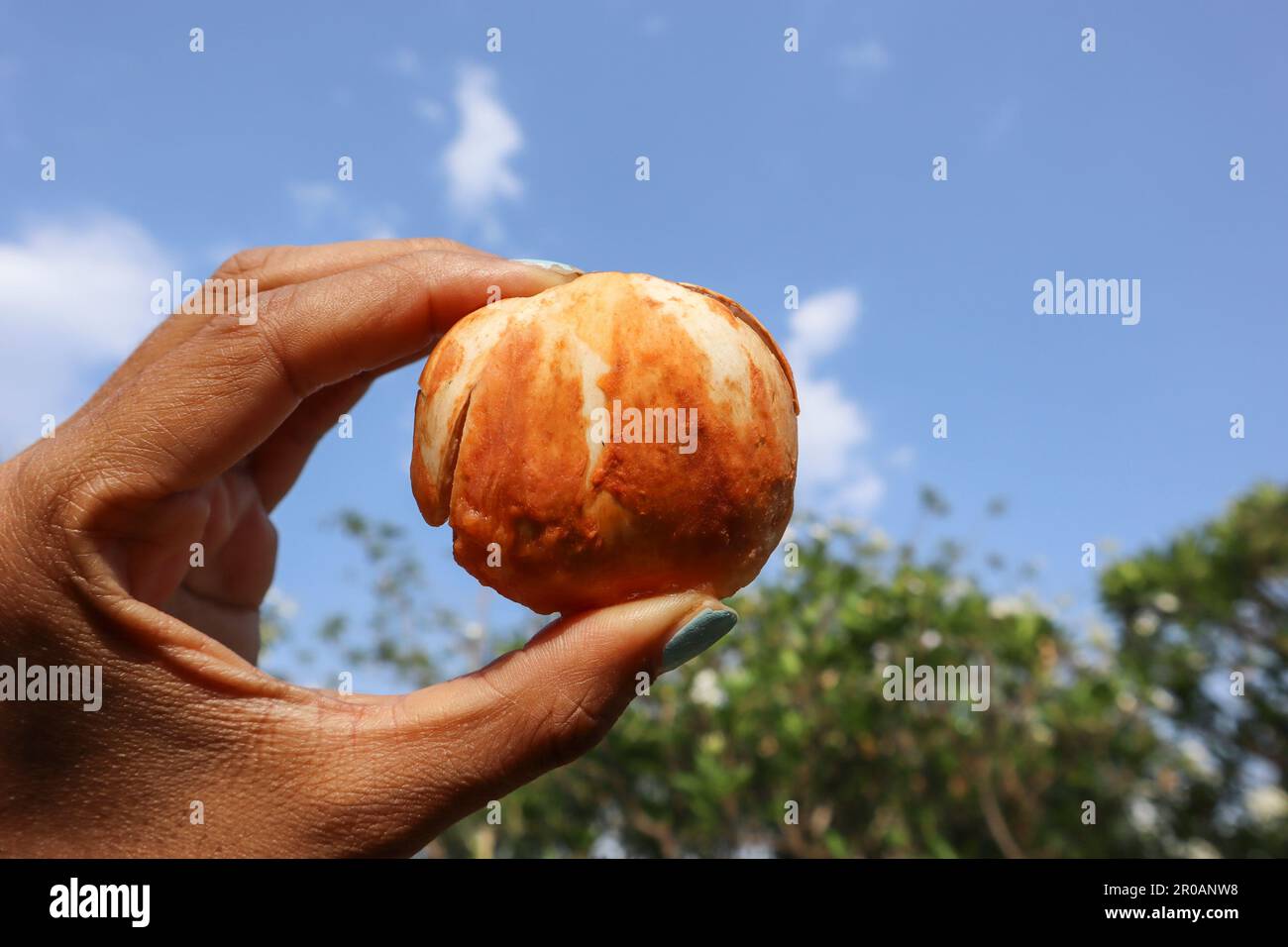 Female holding Borassus flabellifer commonly known as wine palm, or ice ...