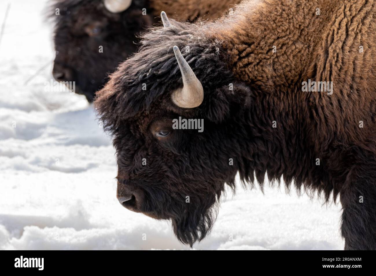 Wild wood bison seen along the Alaska Highway during spring time with ...