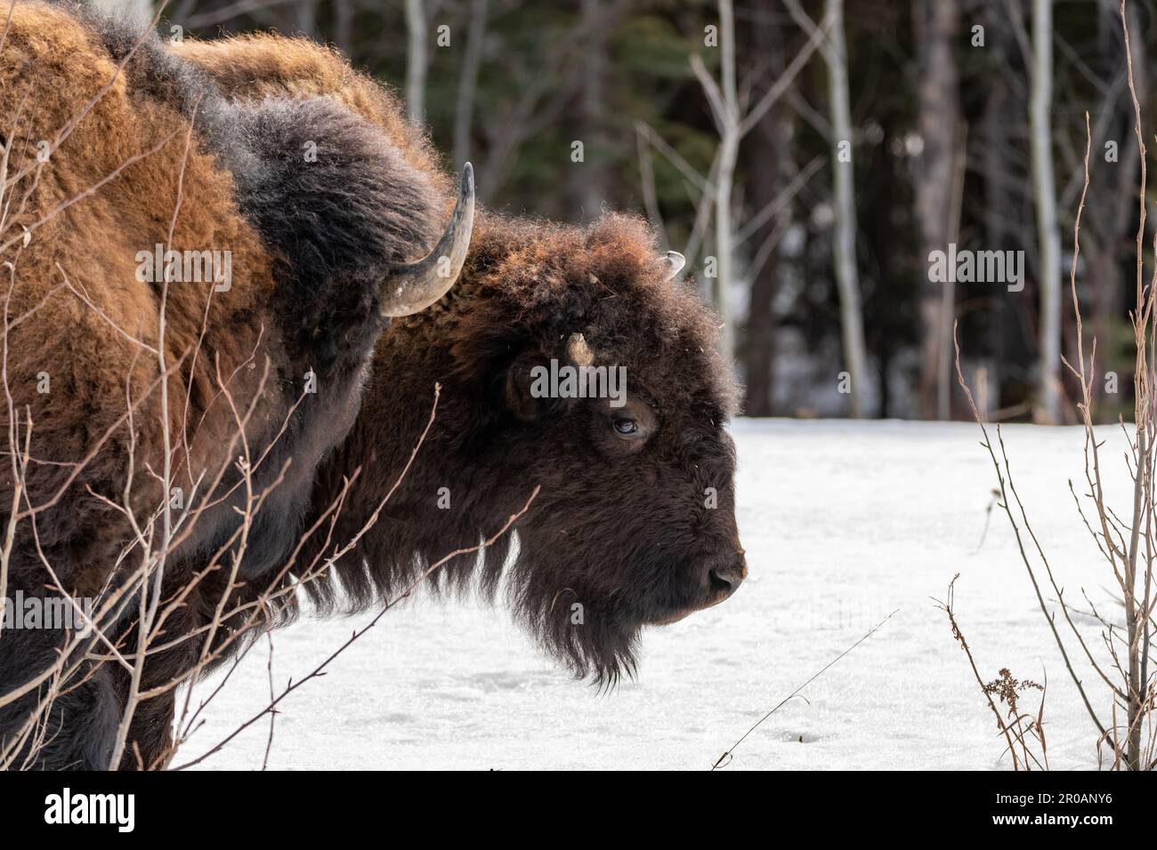 Wild wood bison seen along the Alaska Highway during spring time with ...