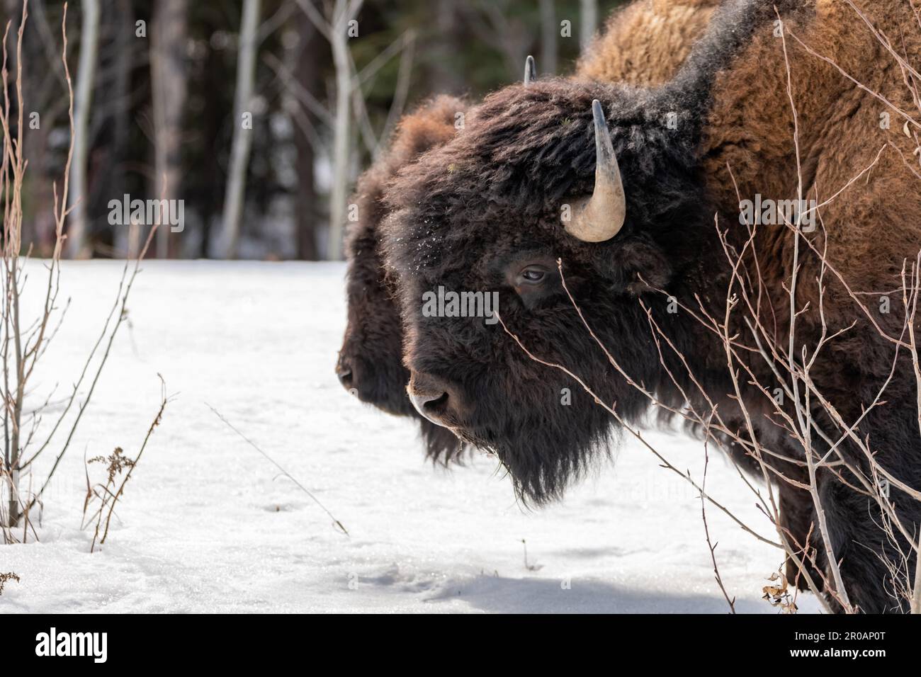 Wild wood bison seen along the Alaska Highway during spring time with ...