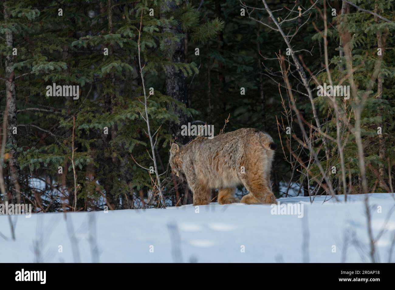Canadian lynx tree hi-res stock photography and images - Alamy