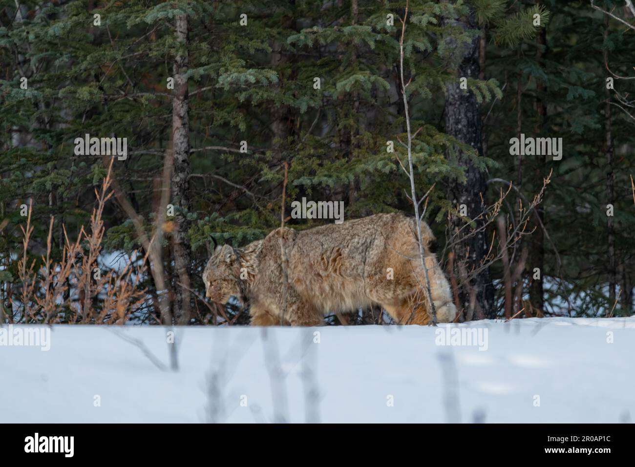 Wild northern Canadian Lynx seen walking away in the spring time ...