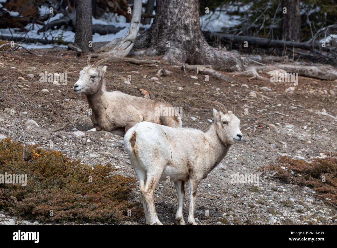 Herd of female bighorn sheep seen in the wild, wilderness area of Banff ...