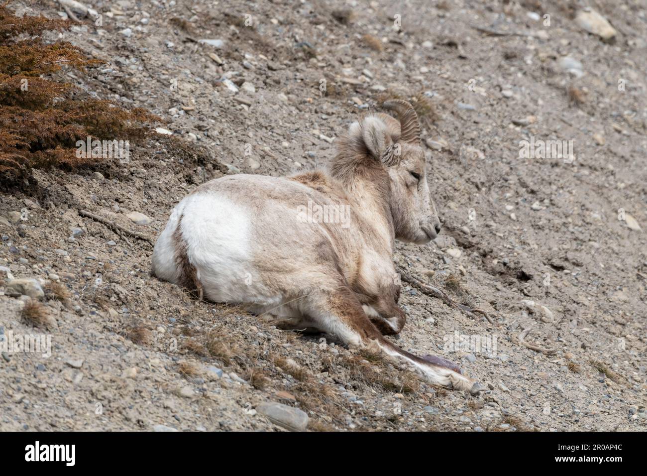Herd of female bighorn sheep seen in the wild, wilderness area of Banff ...