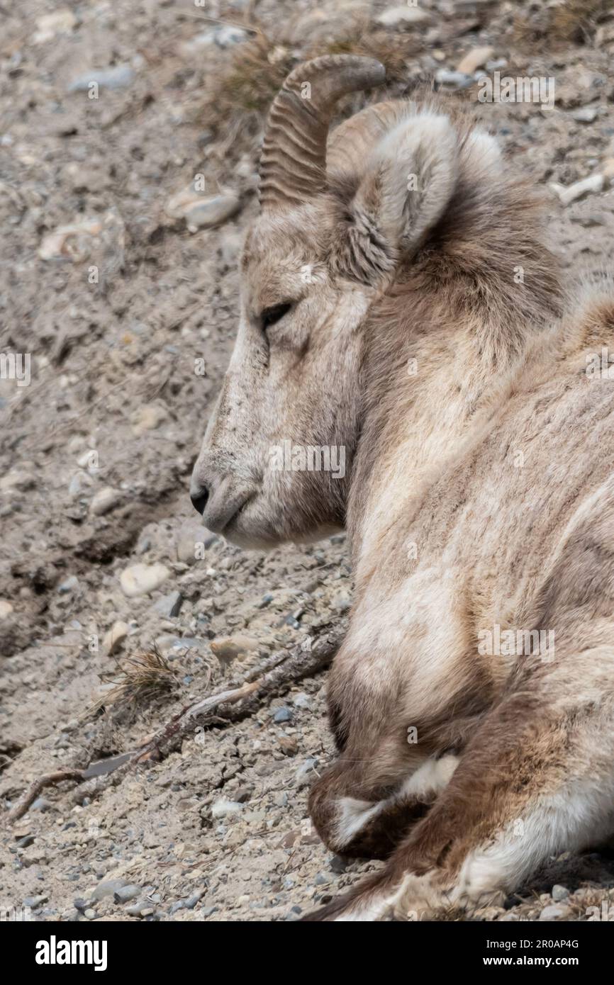 Herd of female bighorn sheep seen in the wild, wilderness area of Banff ...