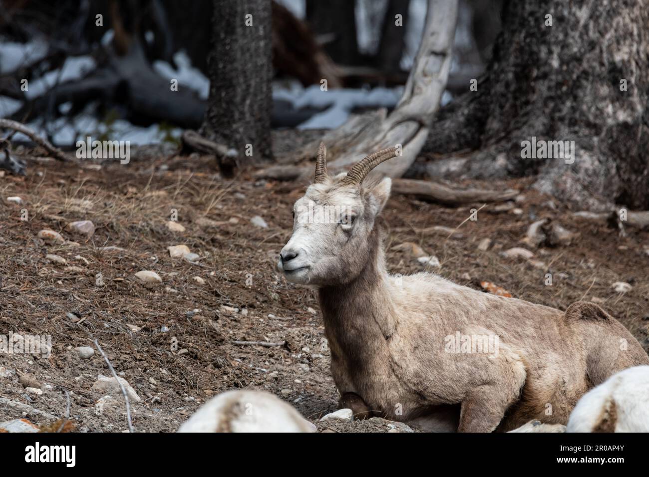 Herd of female bighorn sheep seen in the wild, wilderness area of Banff ...