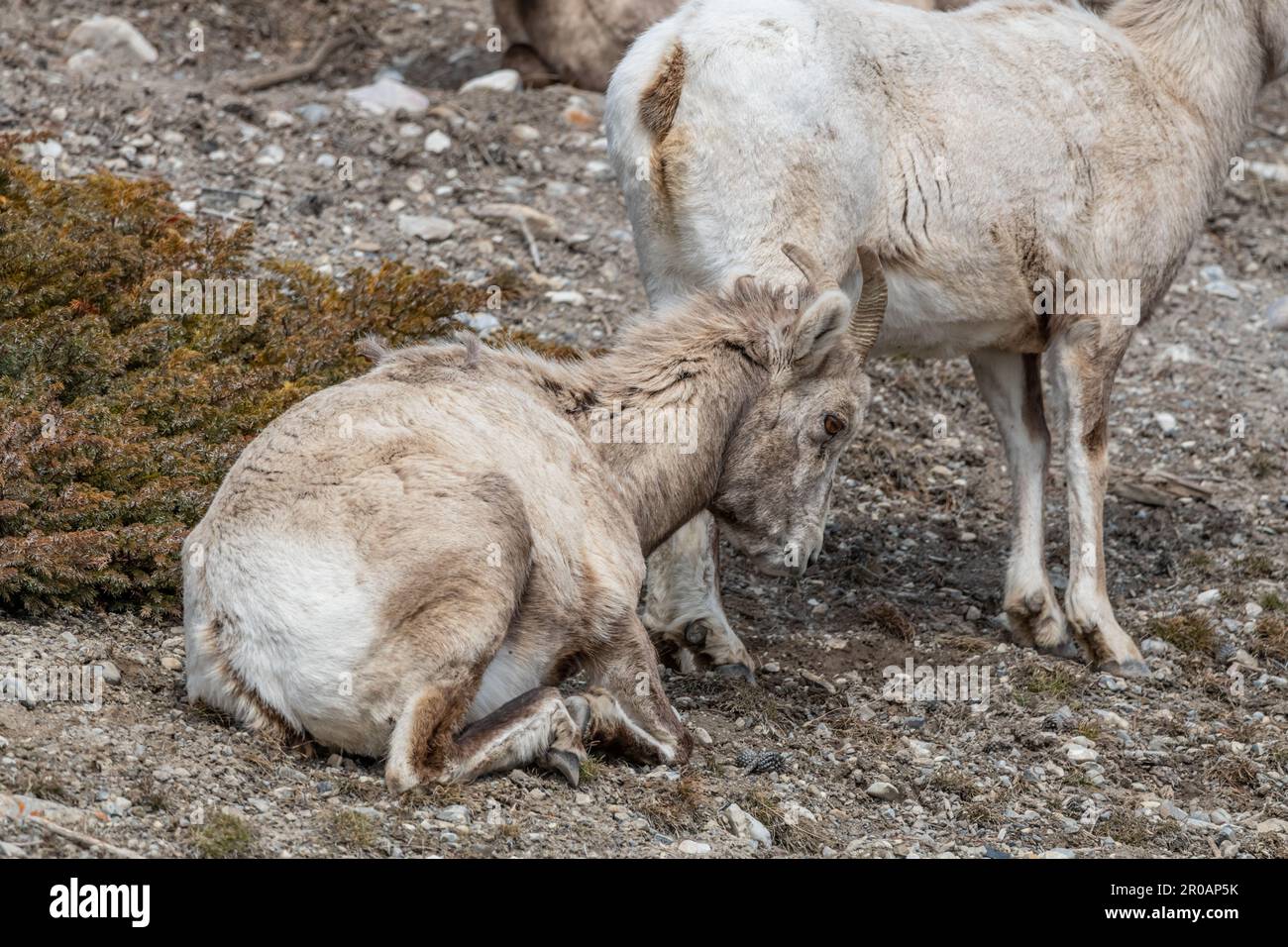 Herd of female bighorn sheep seen in the wild, wilderness area of Banff ...