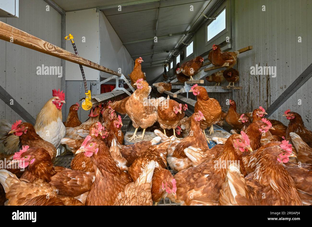 Rooster posture hi-res stock photography and images - Alamy