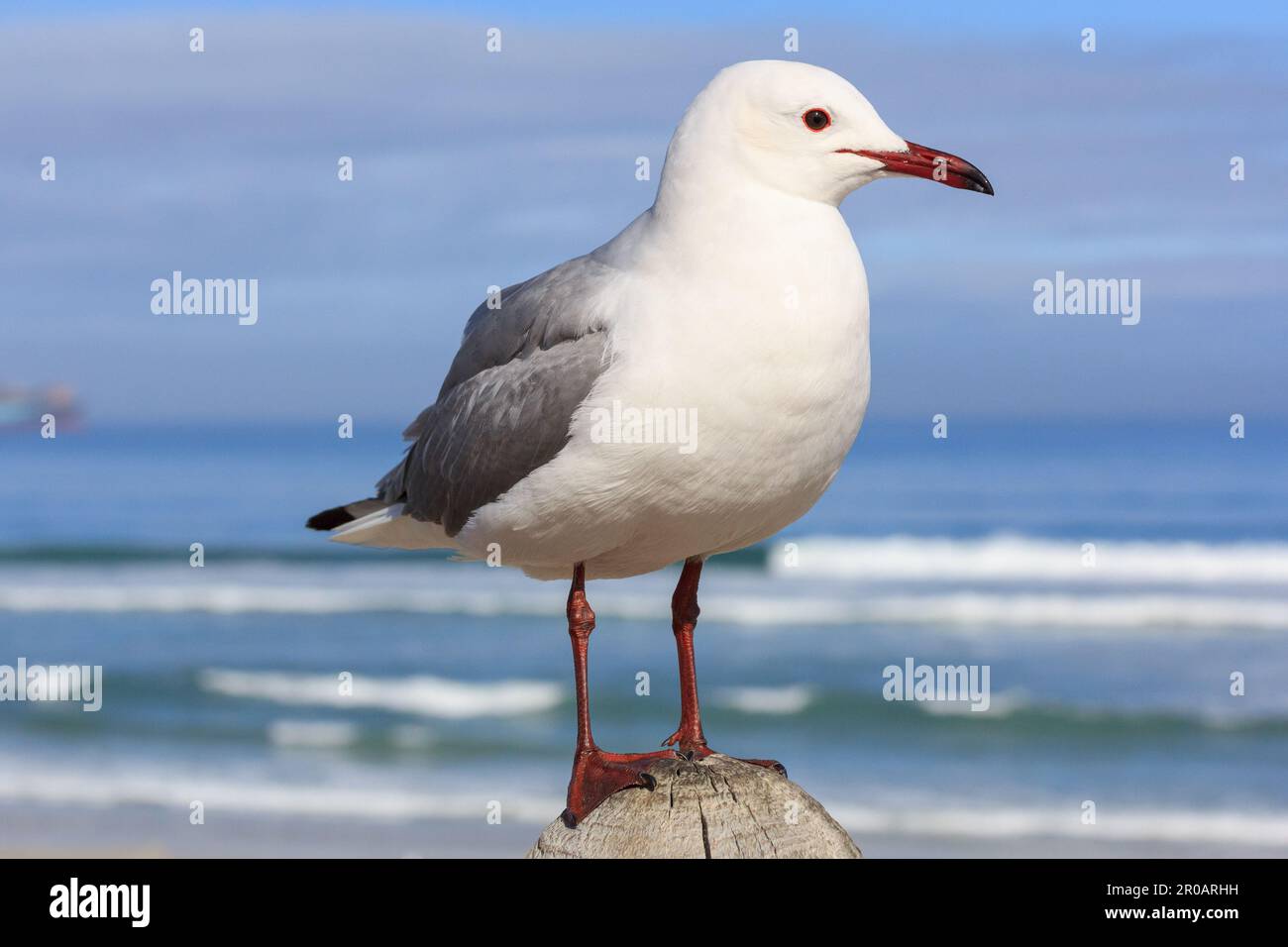 The Hartlaub's or King gull, posing on a wood fence. Photographed at ...