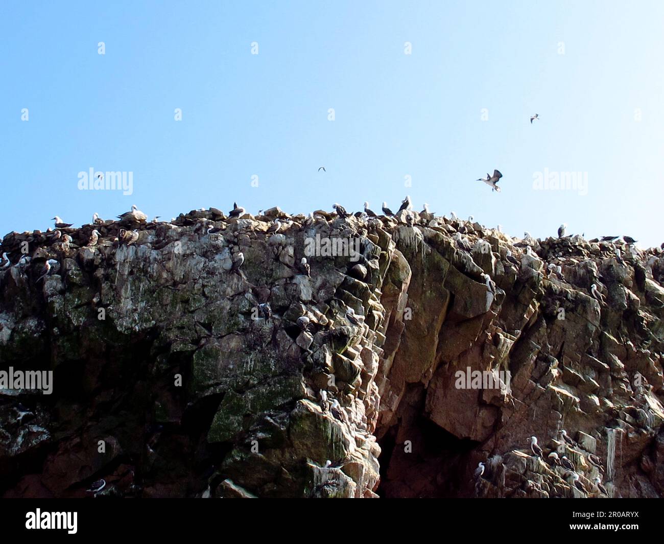 Rocks with animals in the Pacific ocean close Paracas, Peru Stock Photo ...