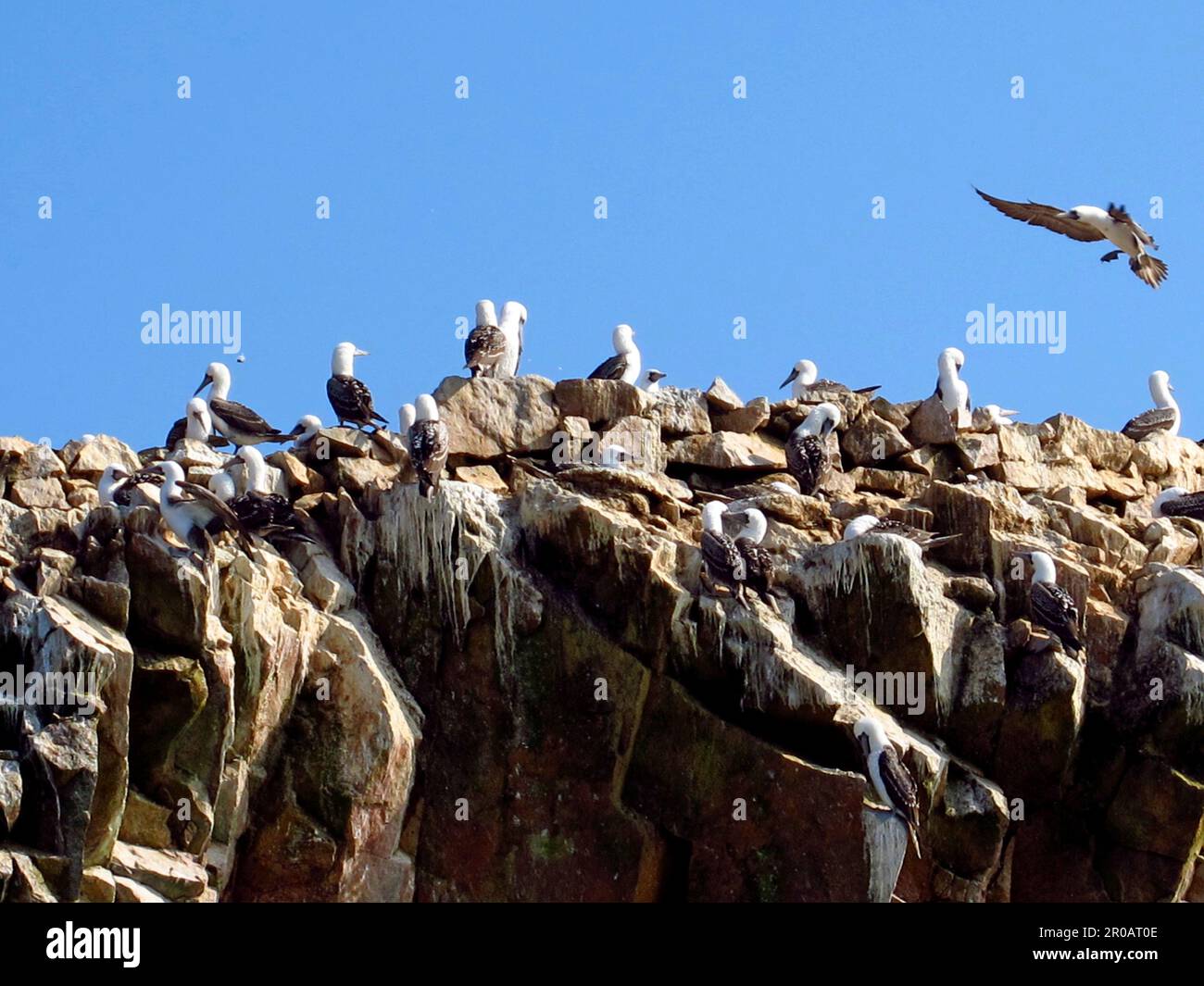 Rocks with animals in the Pacific ocean close Paracas, Peru Stock Photo ...