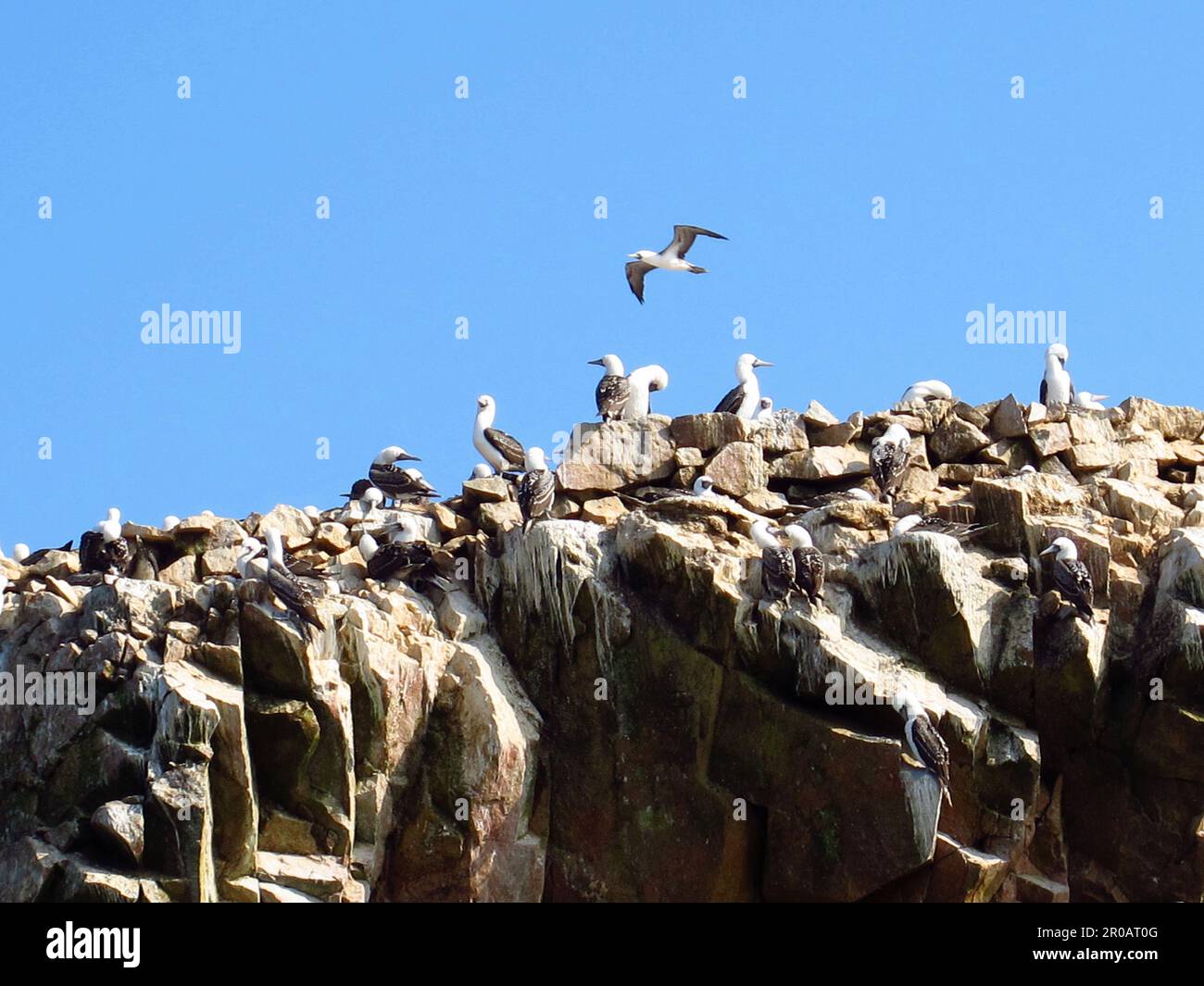 Rocks with animals in the Pacific ocean close Paracas, Peru Stock Photo ...
