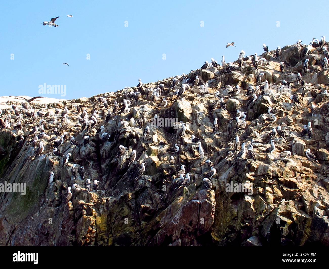 Rocks with animals in the Pacific ocean close Paracas, Peru Stock Photo ...