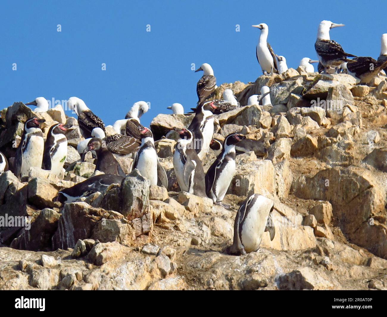 Rocks with animals in the Pacific ocean close Paracas, Peru Stock Photo ...
