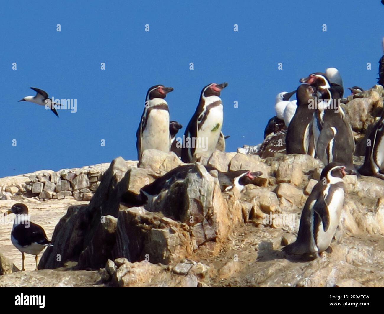 Rocks with animals in the Pacific ocean close Paracas, Peru Stock Photo ...