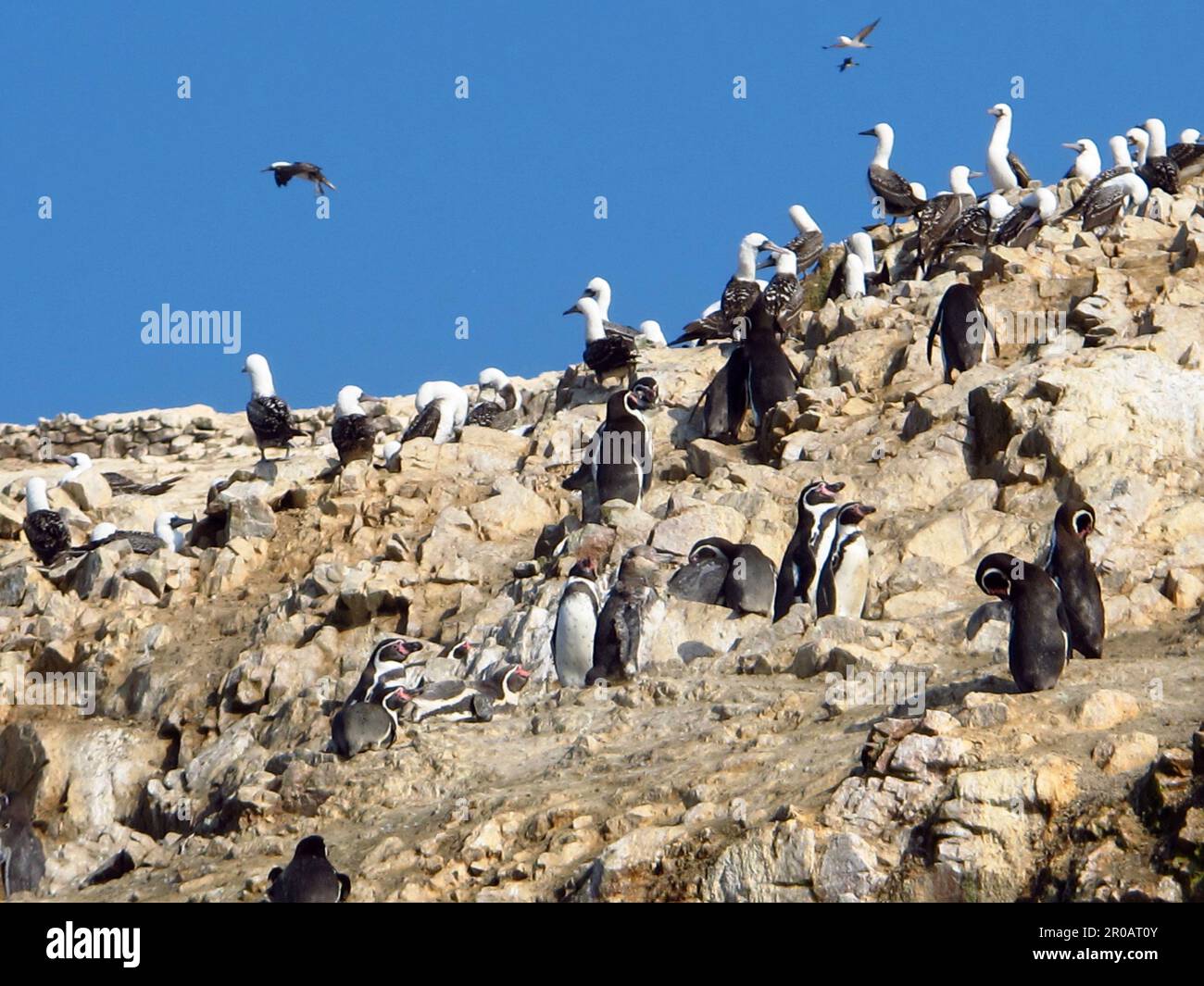 Rocks with animals in the Pacific ocean close Paracas, Peru Stock Photo ...