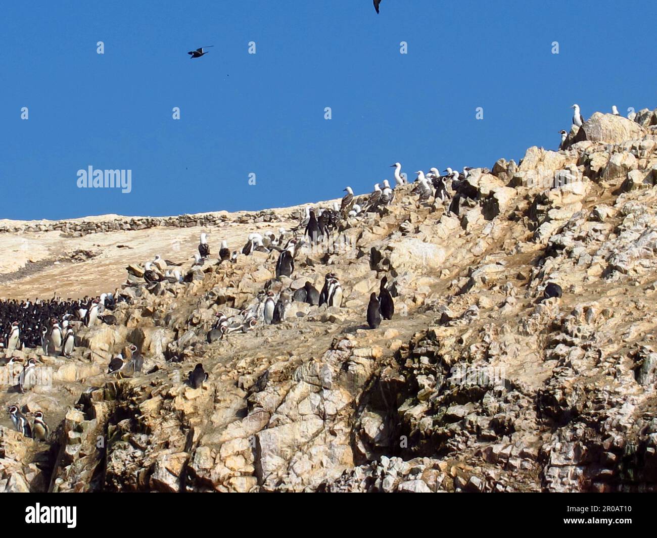 Rocks with animals in the Pacific ocean close Paracas, Peru Stock Photo ...