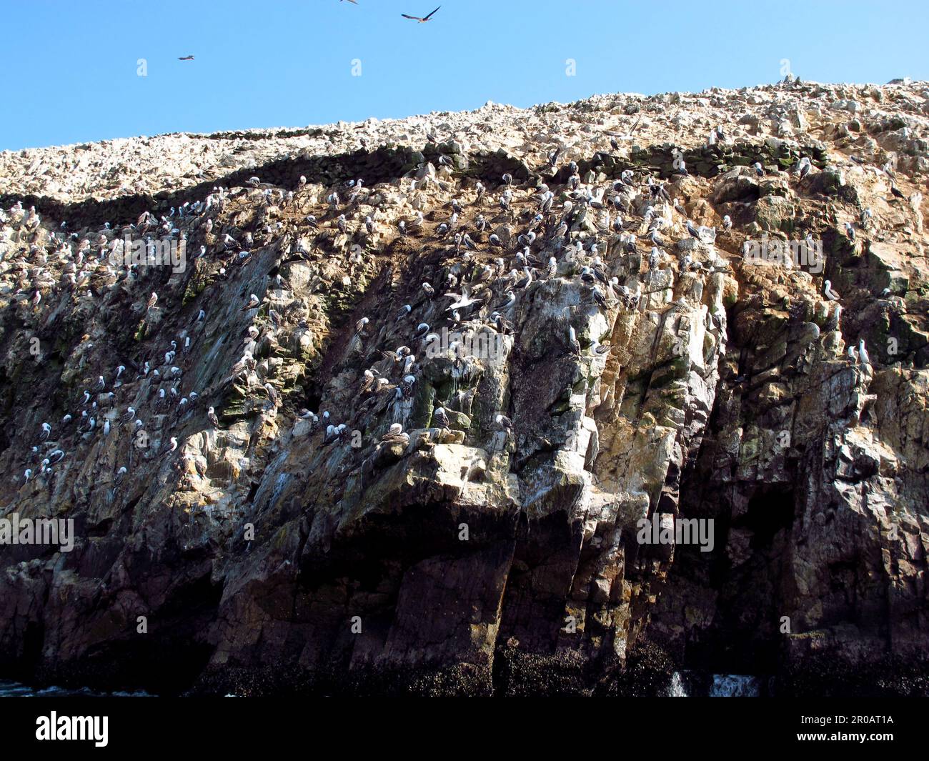 Rocks with animals in the Pacific ocean close Paracas, Peru Stock Photo ...