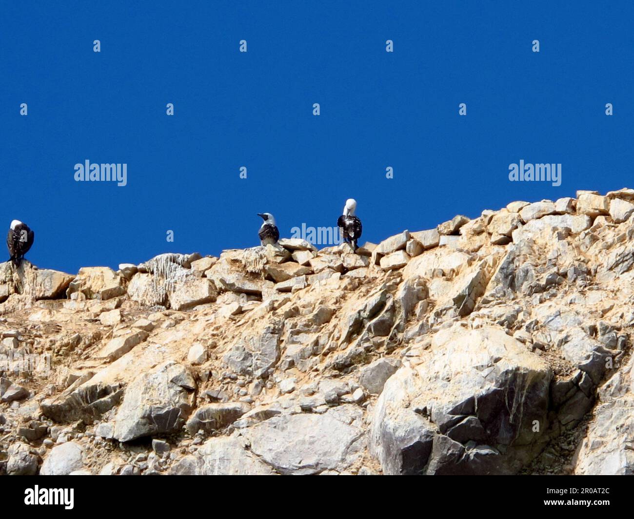 Rocks with animals in the Pacific ocean close Paracas, Peru Stock Photo ...
