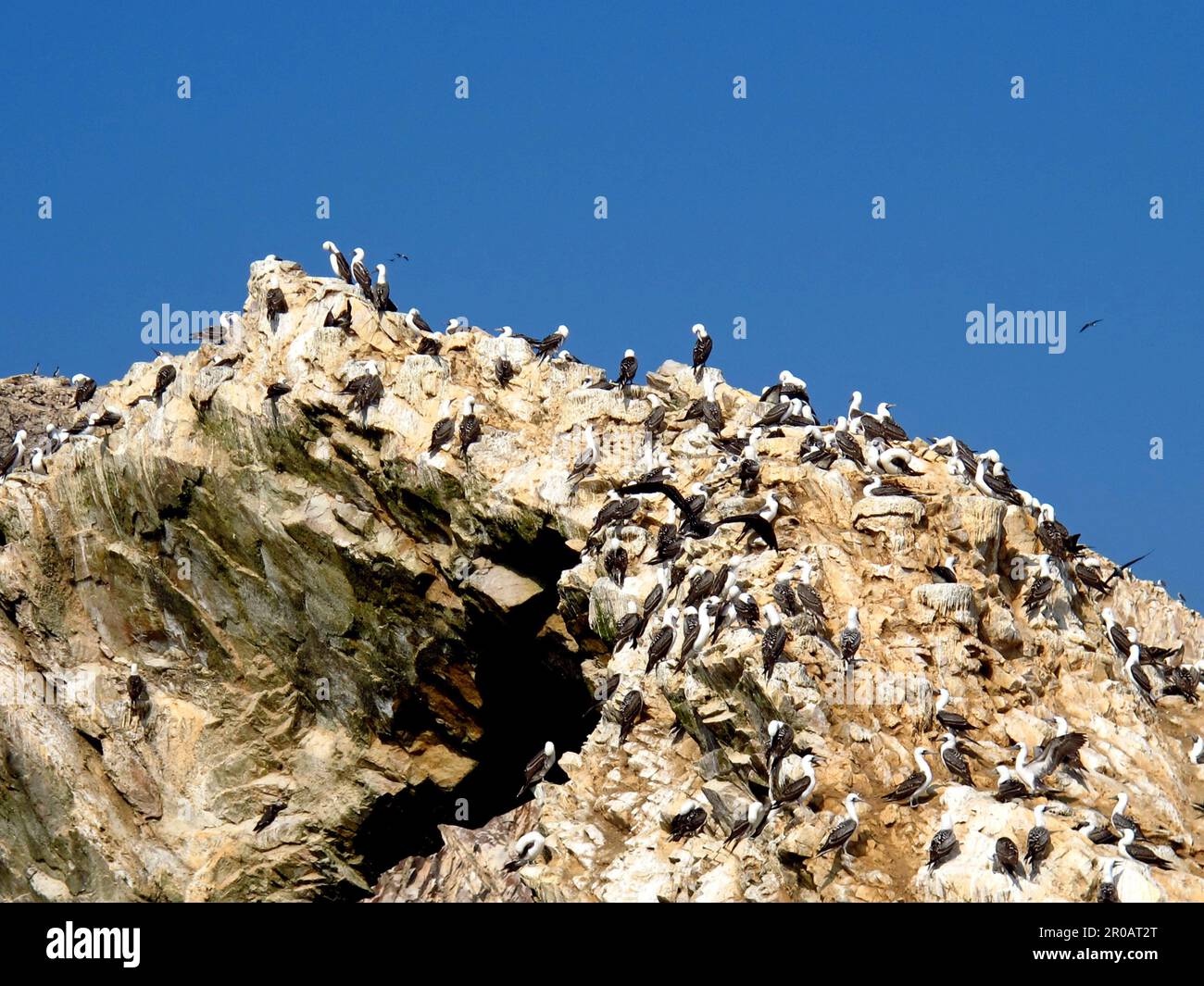 Rocks with animals in the Pacific ocean close Paracas, Peru Stock Photo ...