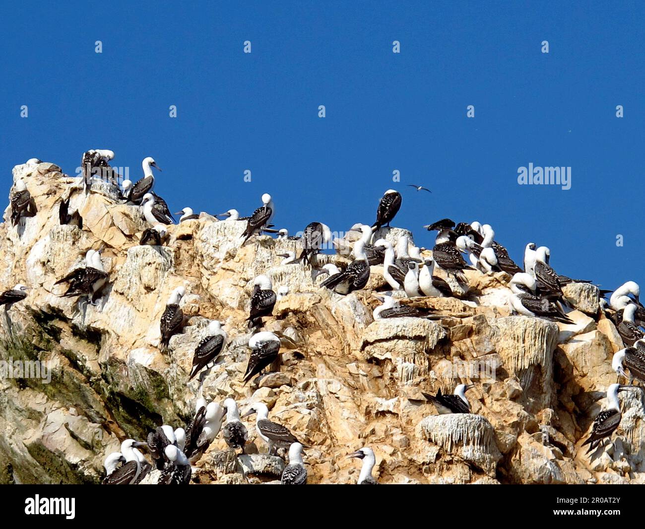 Rocks with animals in the Pacific ocean close Paracas, Peru Stock Photo ...