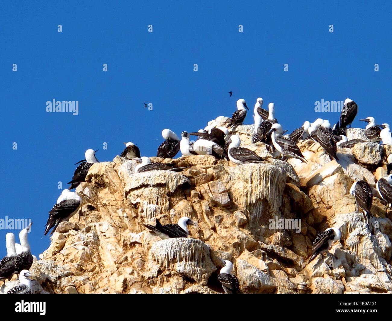 Rocks with animals in the Pacific ocean close Paracas, Peru Stock Photo ...