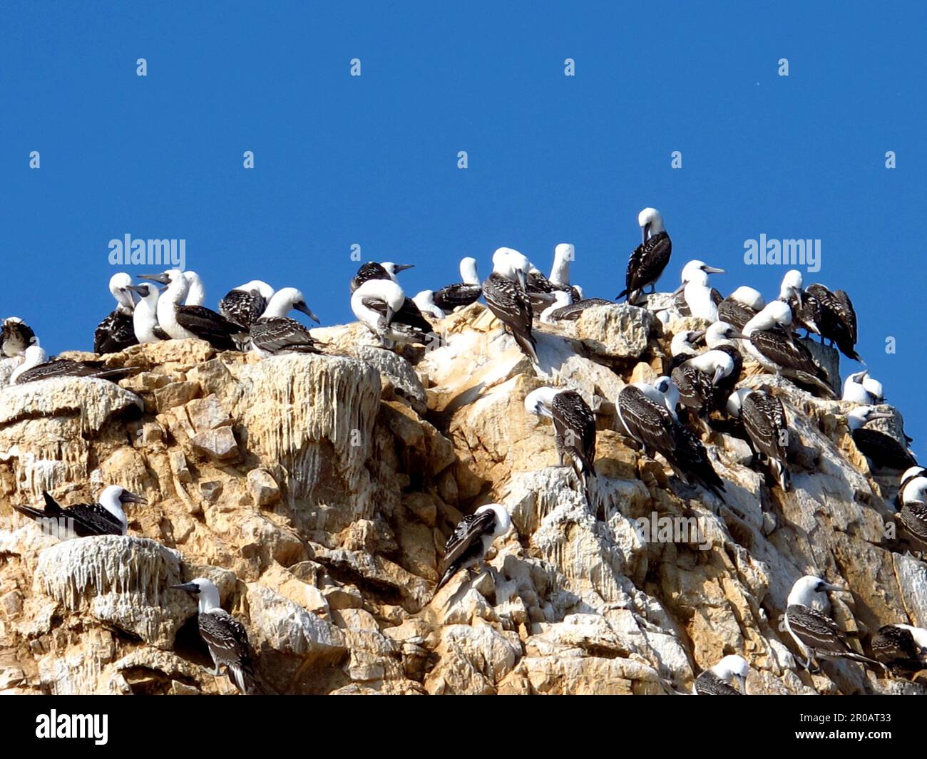Rocks with animals in the Pacific ocean close Paracas, Peru Stock Photo ...