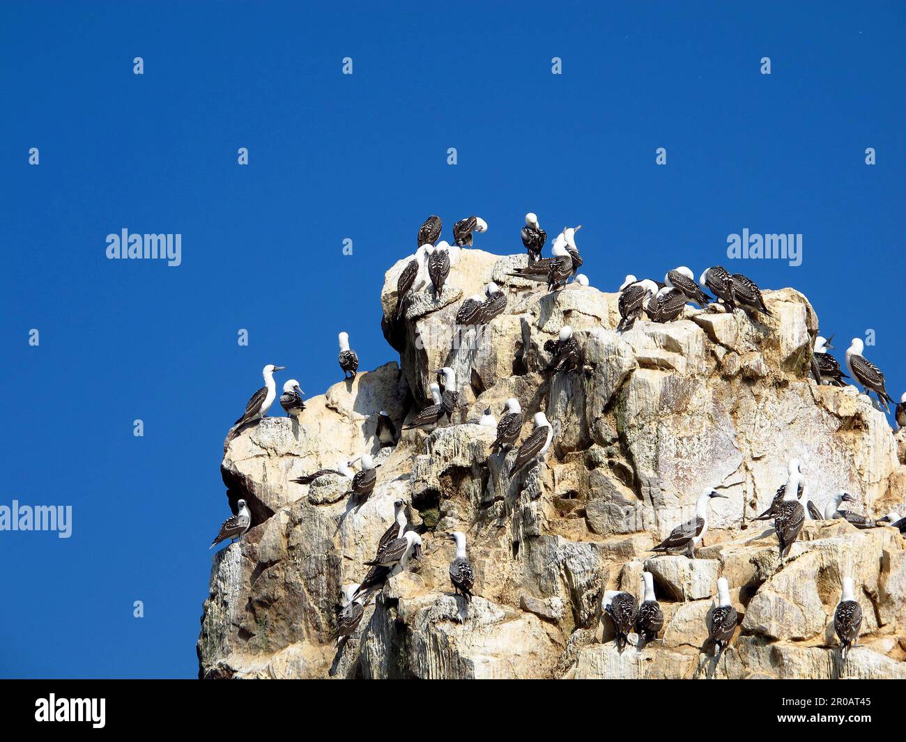 Rocks with animals in the Pacific ocean close Paracas, Peru Stock Photo ...