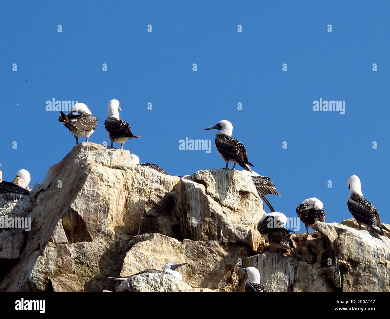 Rocks with animals in the Pacific ocean close Paracas, Peru Stock Photo ...