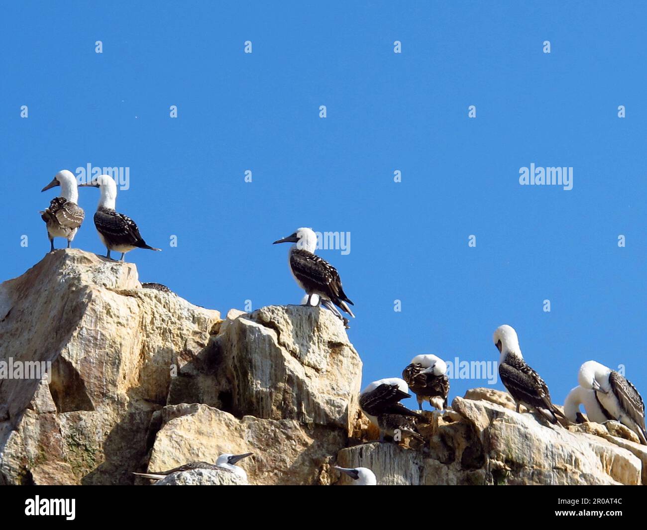 Rocks with animals in the Pacific ocean close Paracas, Peru Stock Photo ...