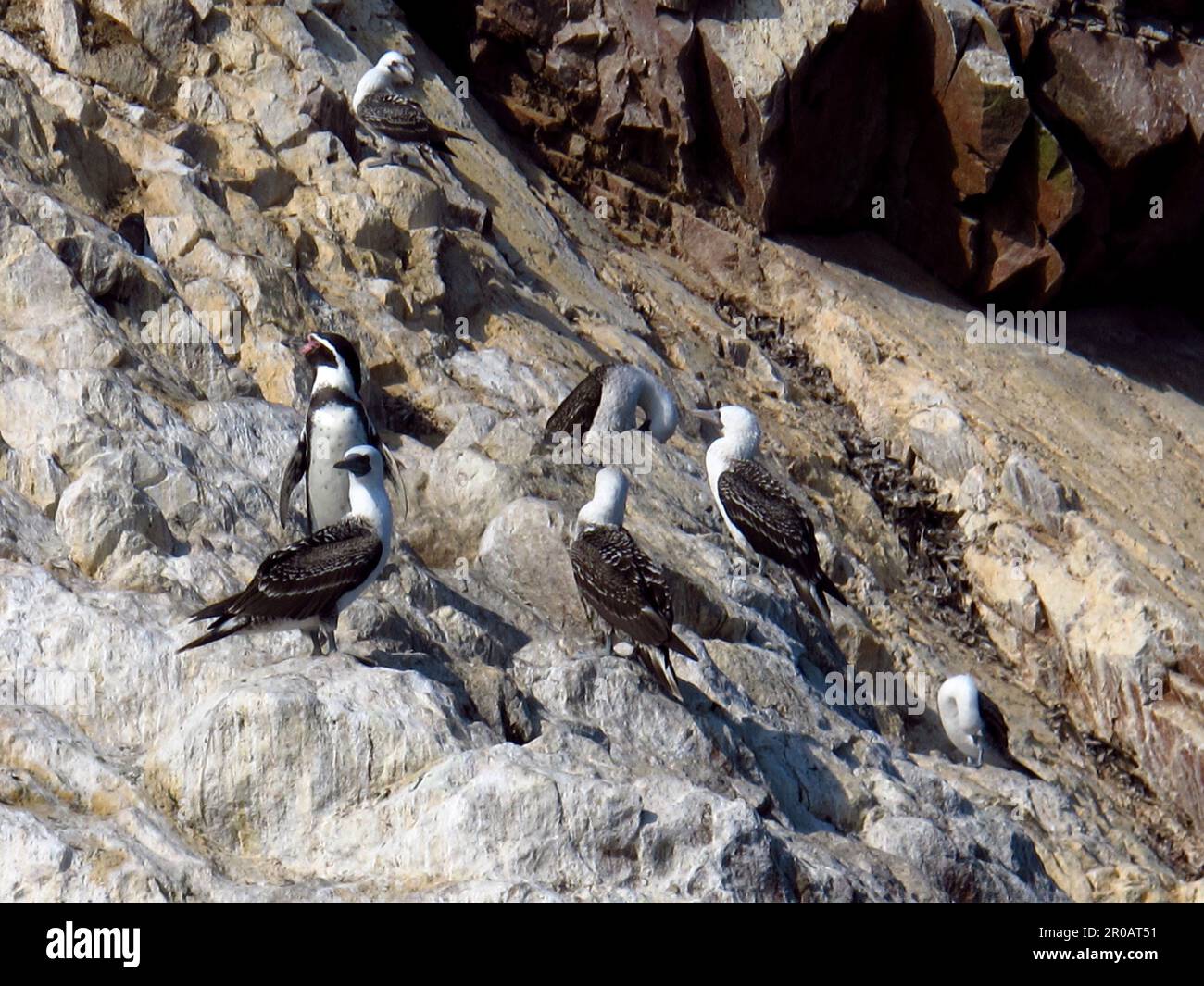Rocks with animals in the Pacific ocean close Paracas, Peru Stock Photo ...
