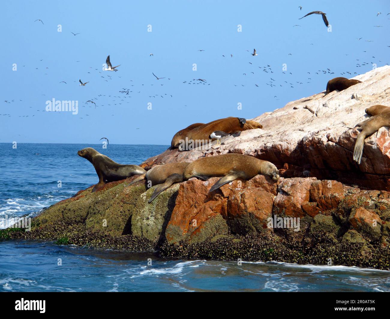 Seals on rocks in the Pacific ocean close Paracas, Peru Stock Photo - Alamy