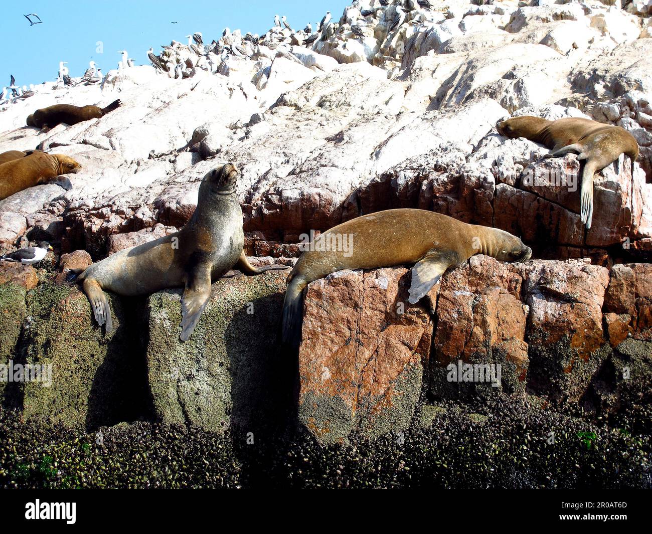 Rocks with animals in the Pacific ocean close Paracas, Peru Stock Photo ...