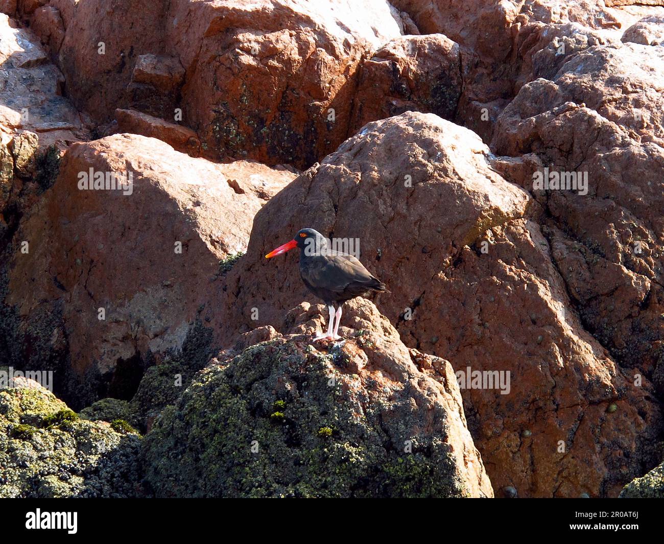 Rocks with animals in the Pacific ocean close Paracas, Peru Stock Photo ...