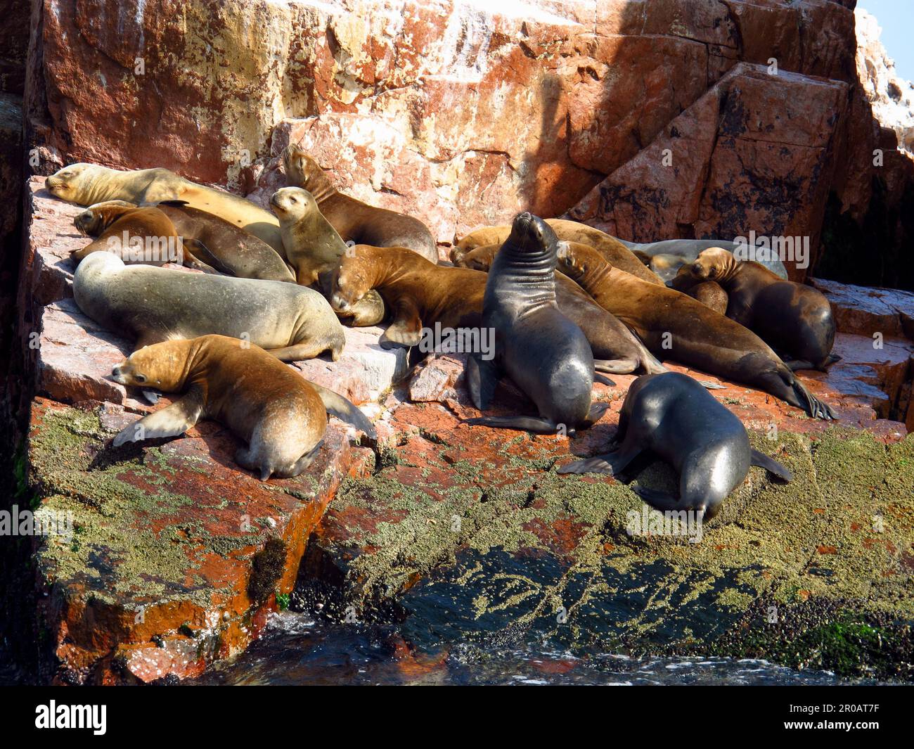 Seals on rocks in the Pacific ocean close Paracas, Peru Stock Photo - Alamy