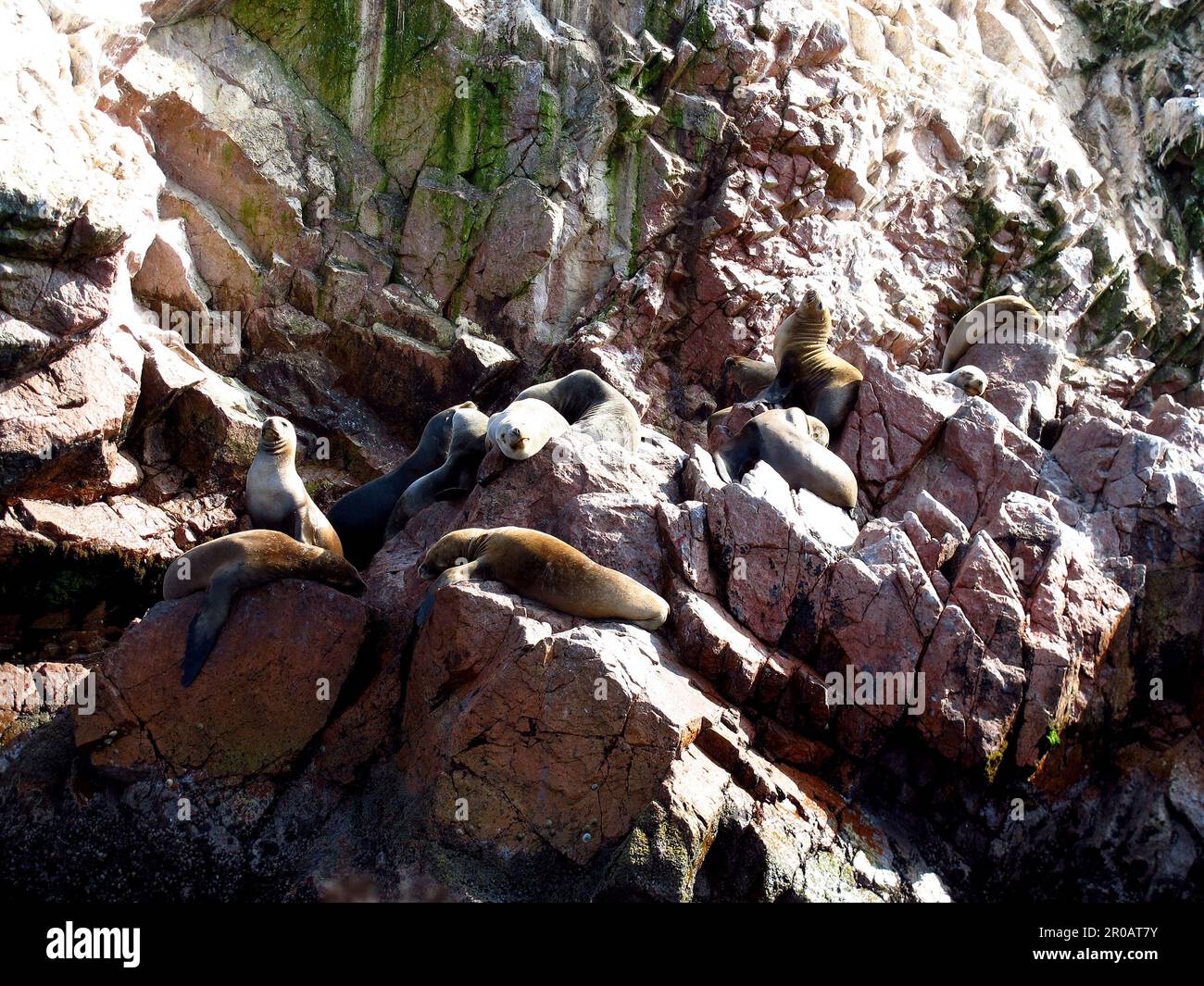 Seals on rocks in the Pacific ocean close Paracas, Peru Stock Photo - Alamy