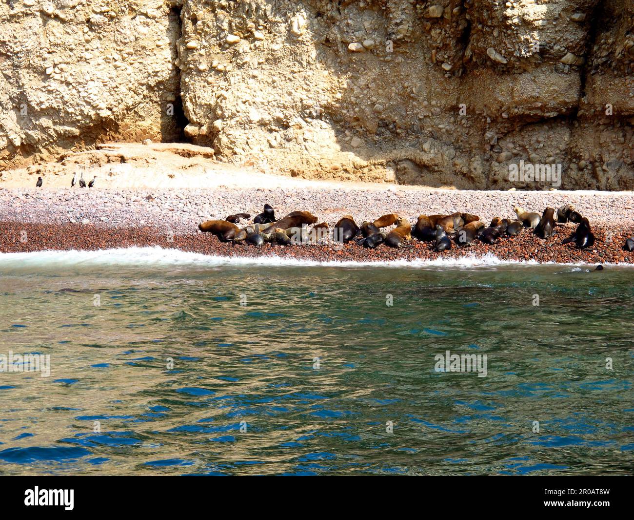 Seals on rocks in the Pacific ocean close Paracas, Peru Stock Photo - Alamy