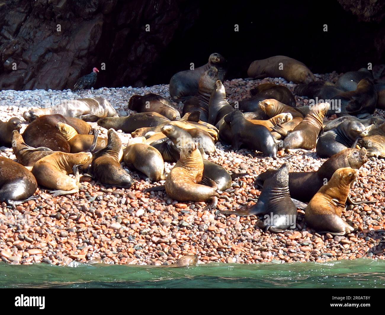 Seals on rocks in the Pacific ocean close Paracas, Peru Stock Photo - Alamy