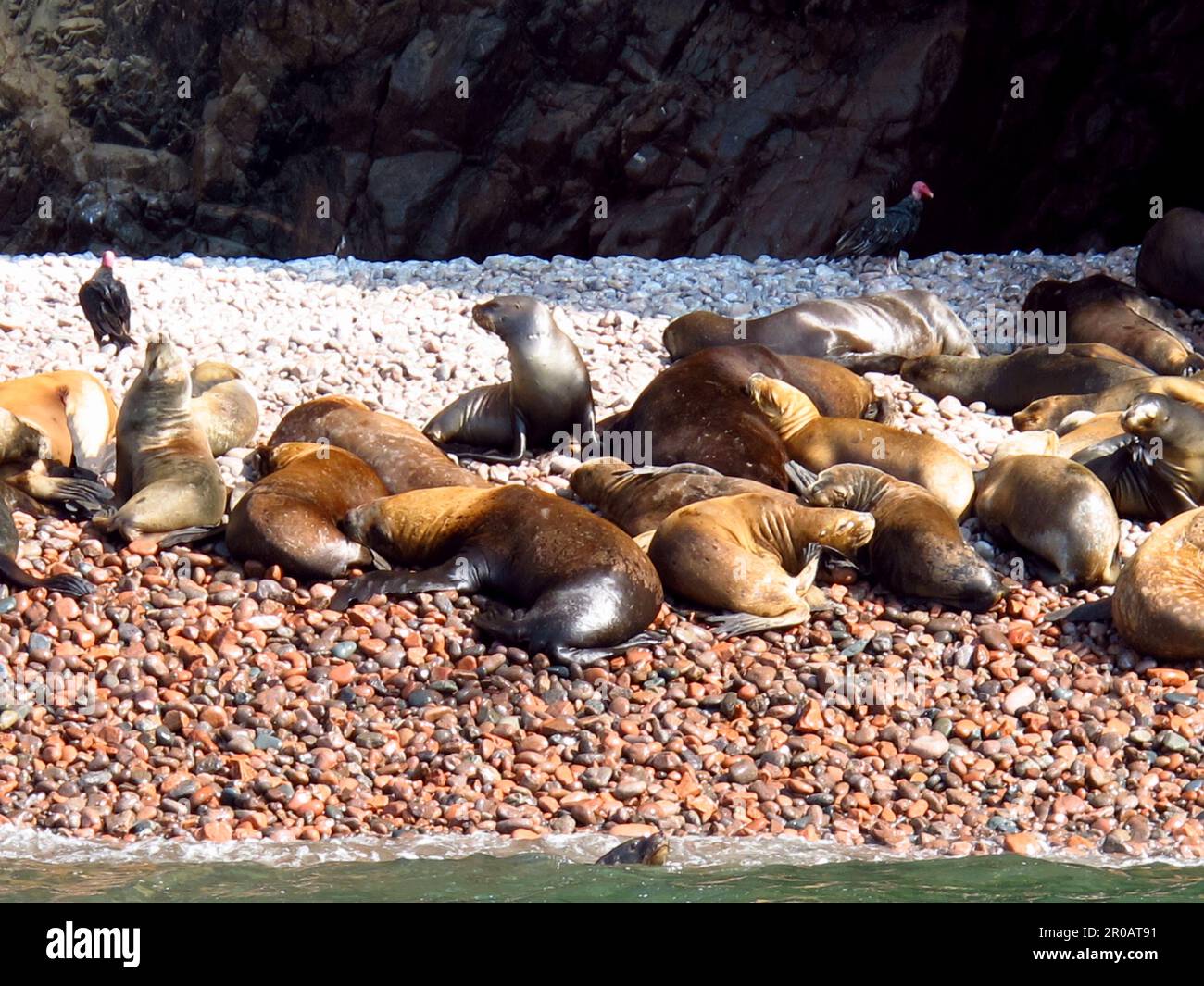 Penguins and seals on the rocks hi-res stock photography and images - Alamy