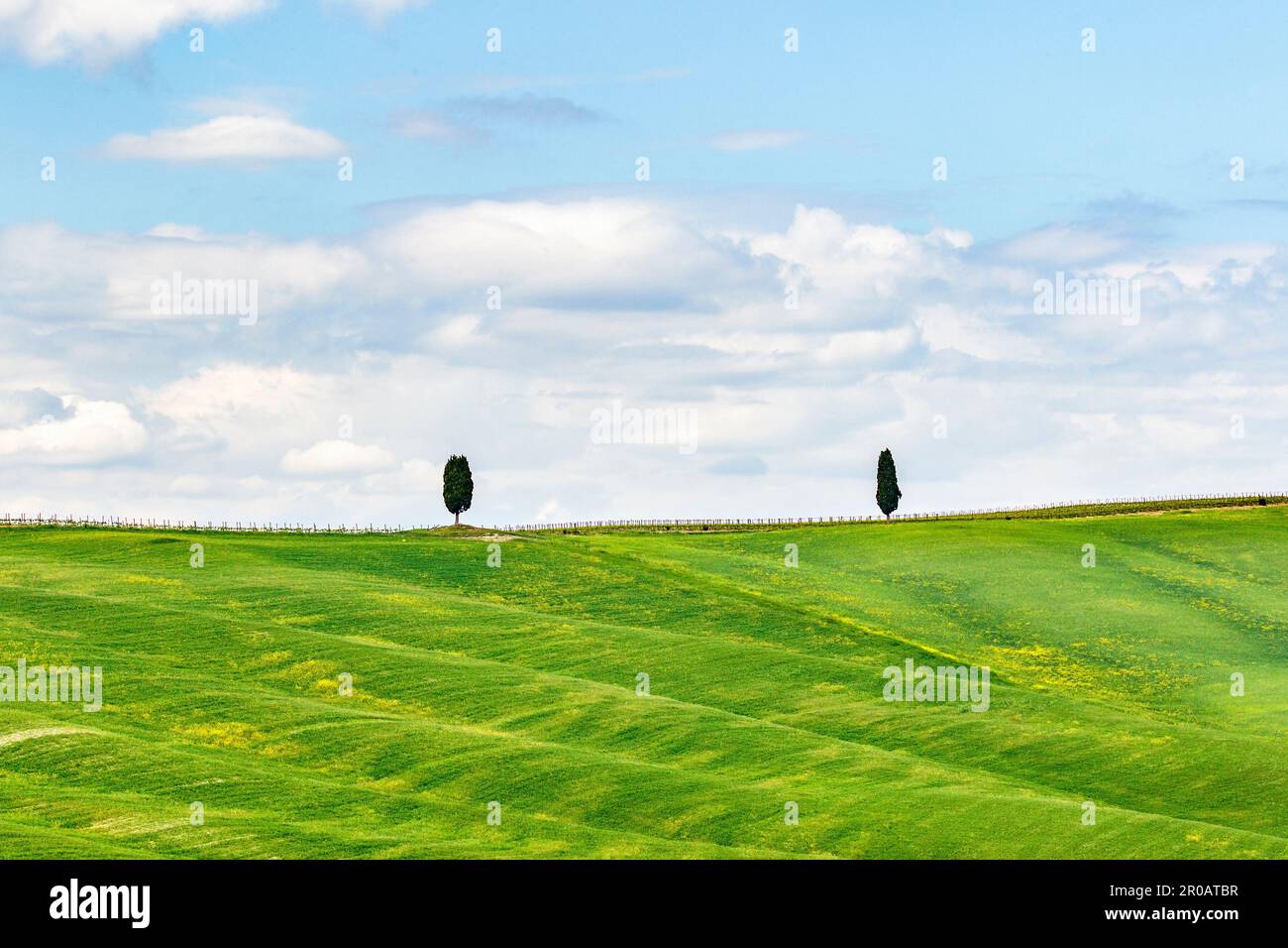 Cypress trees alone on hill hi-res stock photography and images - Alamy