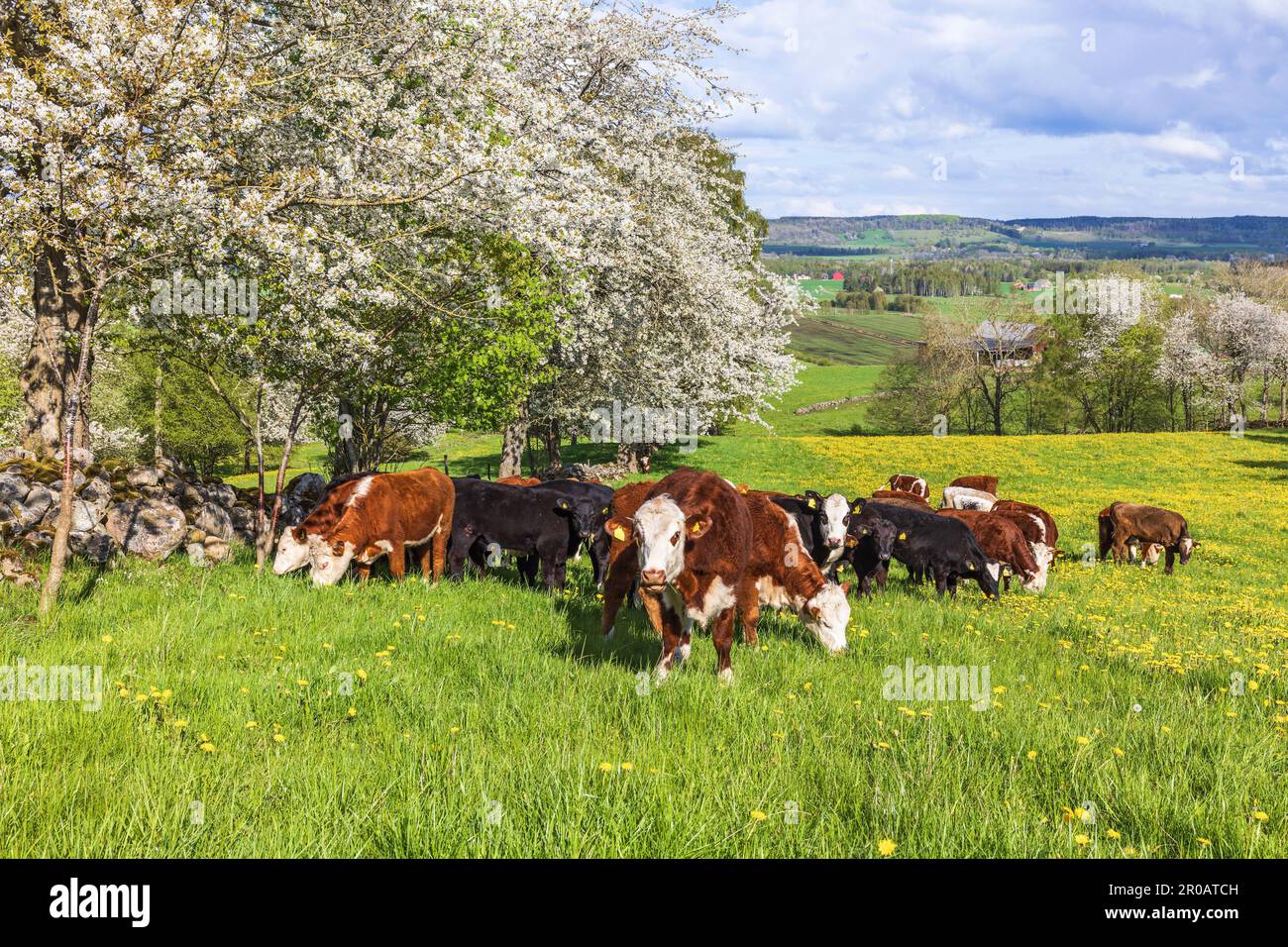 Grazing cows on a flowering meadow in the beautiful countryside Stock ...