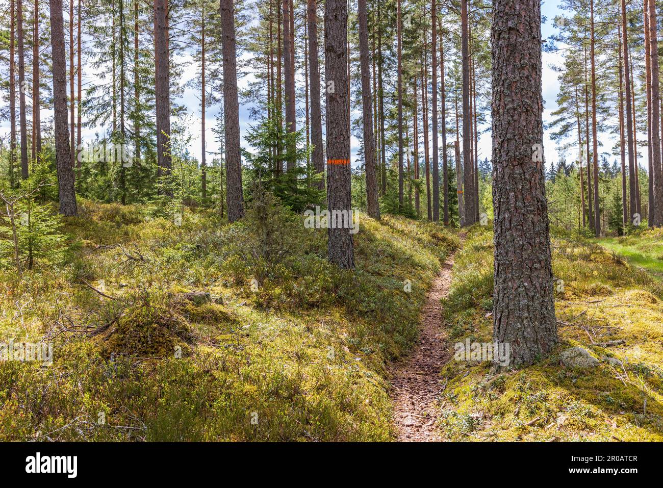 Hiking path in a sunny forest Stock Photo - Alamy