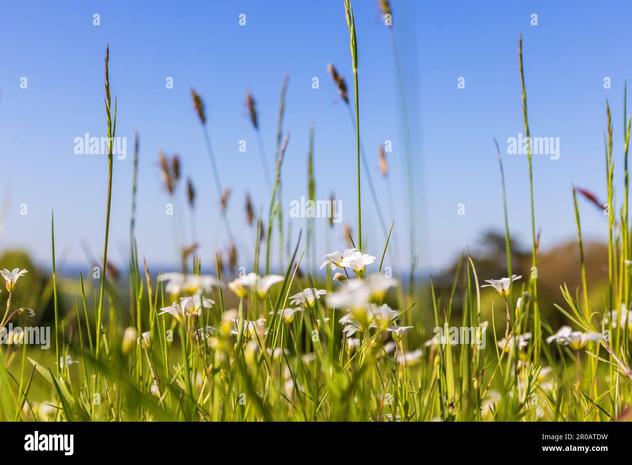 Beautiful summer meadow with wildflowers Stock Photo - Alamy