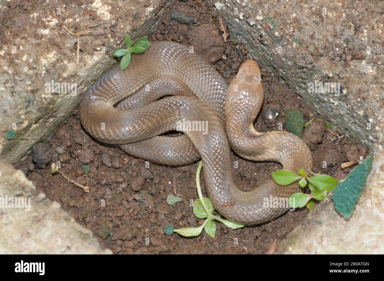 Endemic paving hi-res stock photography and images - Alamy