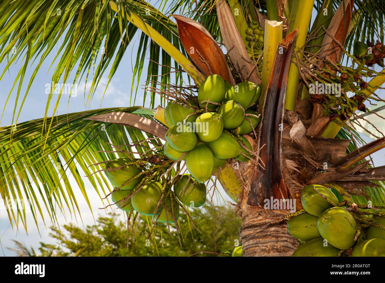 Coconut palm tree (Cocos nucifera) with coconuts, Province of Ninh ...
