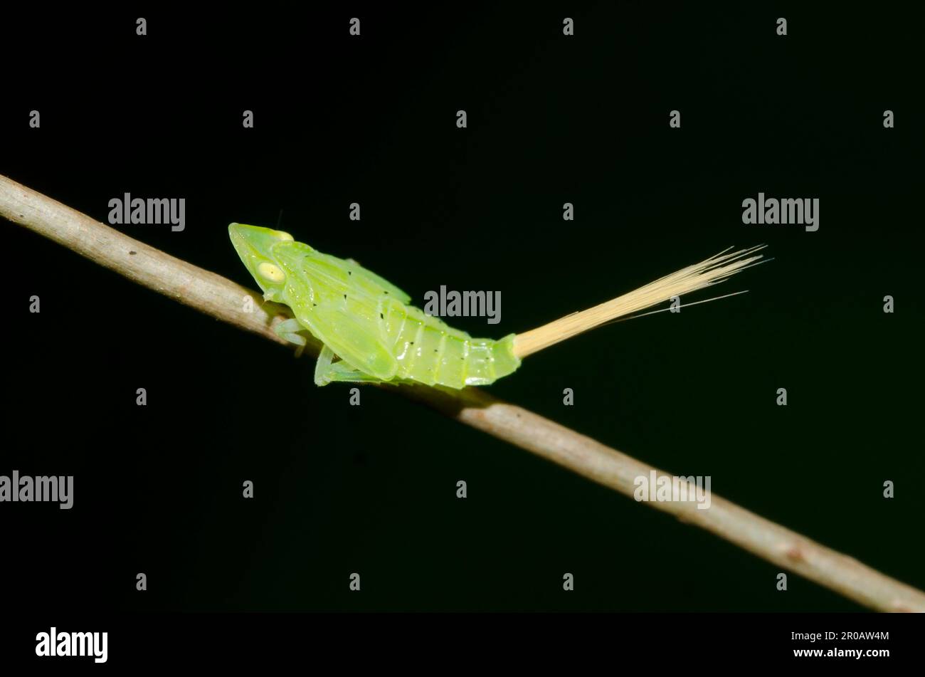 Sharpshooter Leafhopper, Cicadellidae family, nymph with waxy ...