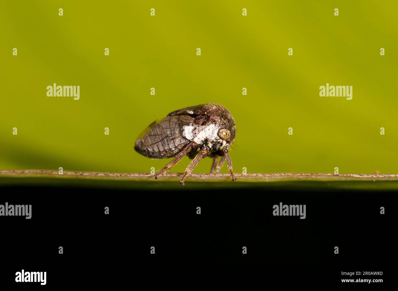 Treehopper, Membracidae Family, on edge of leaf, Klungkung, Bali ...